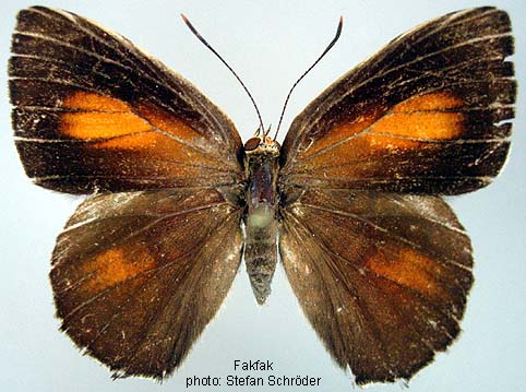 Papua Insects Foundation (Lepidoptera/Lycaenidae/Lycaeninae ...